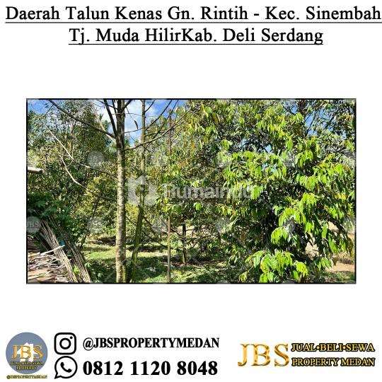 Dijual Tanah Kebun Buah Daerah Talun Kenas Pinggir jalan besar Gn ...